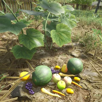 SCUM Game Interactive Map